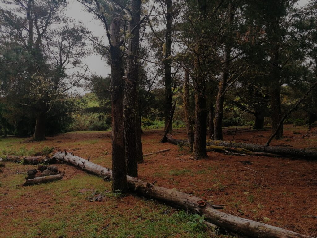 Ribeira do Alecrim